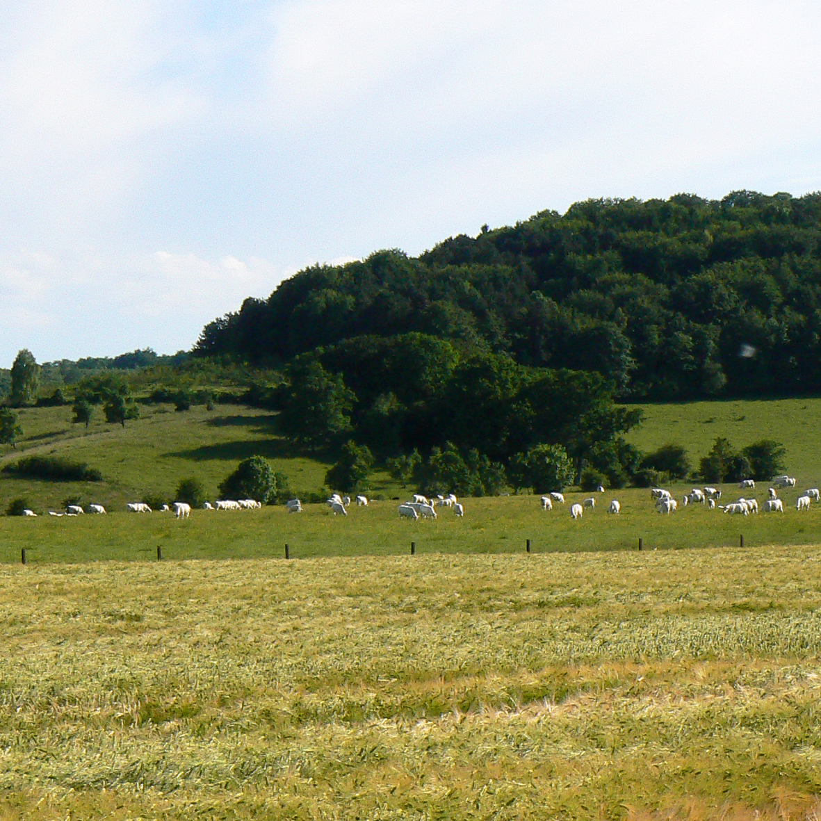 COTES DE MEUSE PLAN DE PAYSAGE - Amplitude Paysage